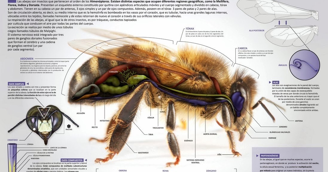 Corona Apicultores: ABEJA ESTRUCTURA Y MORFOLOGÍA
