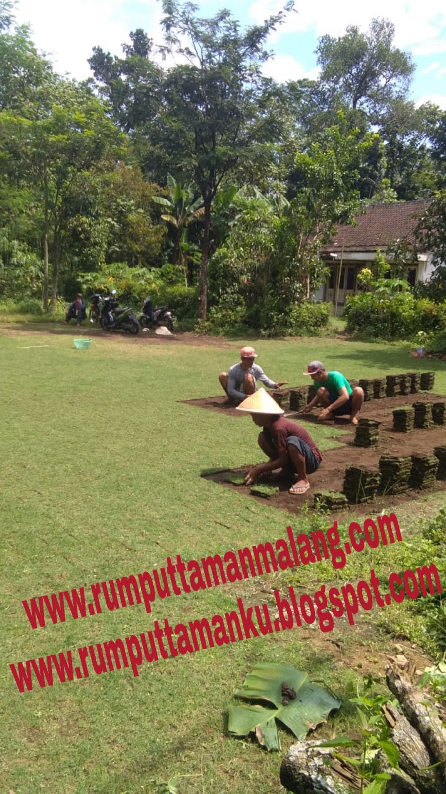 Harga jual rumput manila zoysia matrella di Jakarta April Tahun 2023 ...