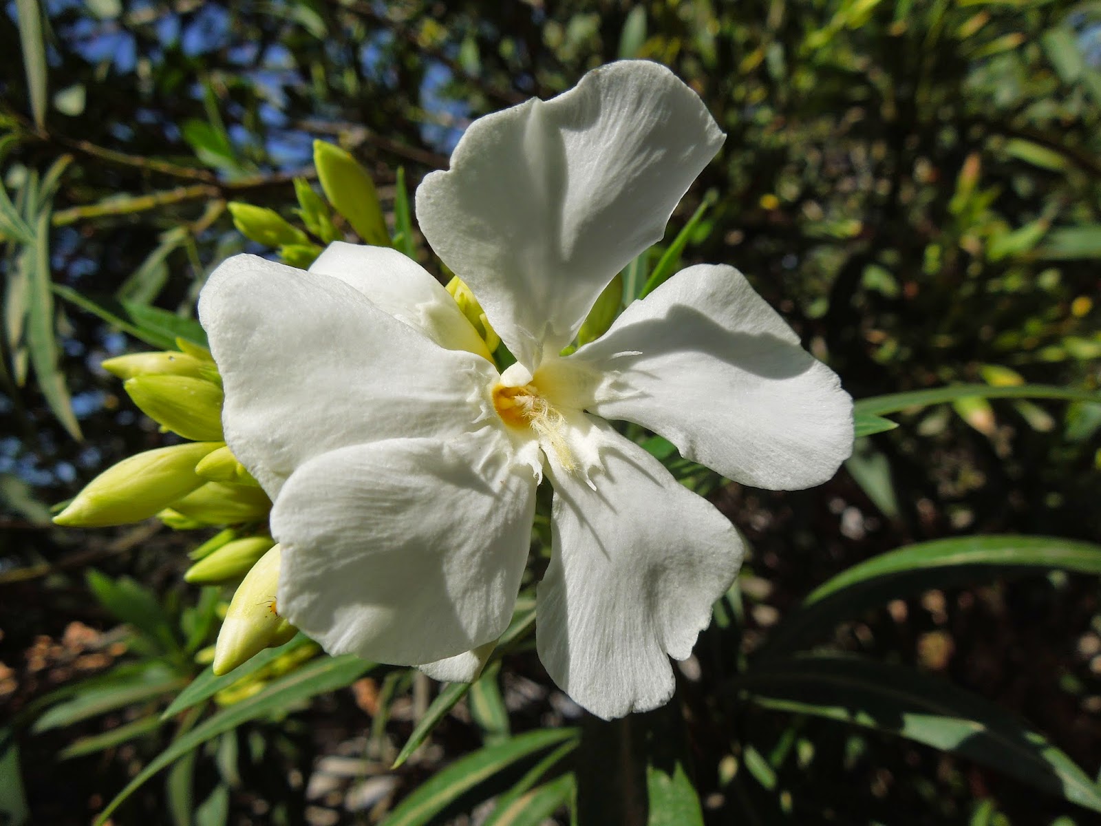 ADELFAS de tres colores - BOTÀNIC SERRAT