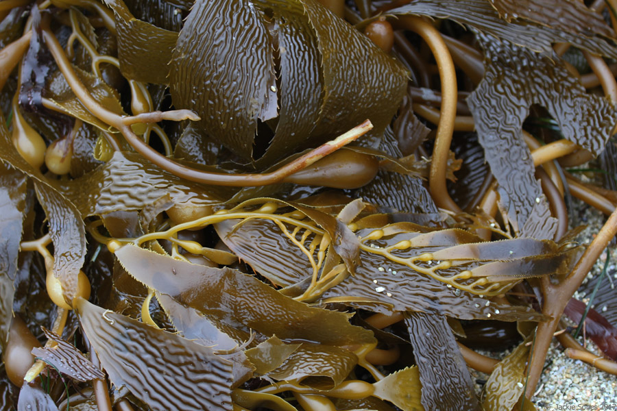 The Natural History of Bodega Head: Kelp!