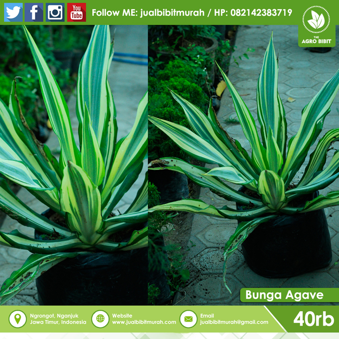 15+ Tanaman Hias Bunga Agave
