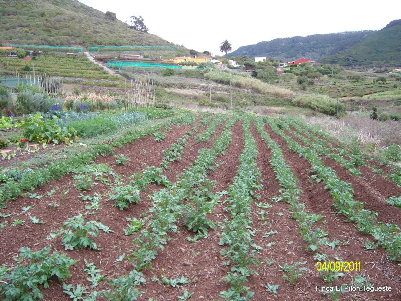 Finca Ecológica el Pilón: Cosas del día a día en la Finca el Pilón.