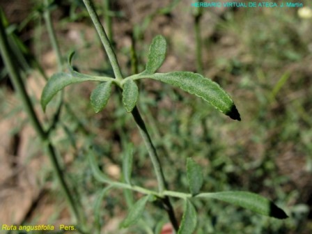 Flora silvestre de Ateca: Ruta angustifolia.