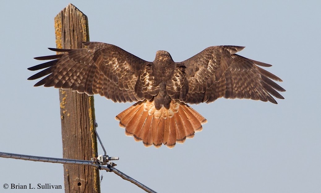 Hawkwatch International - Tail Banding and Ageing Adult Red-tailed Hawks?