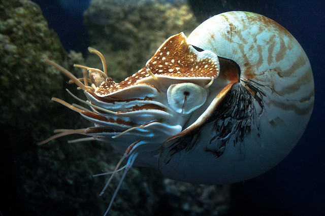 The Book of Barely Imagined Beings: Nautilus