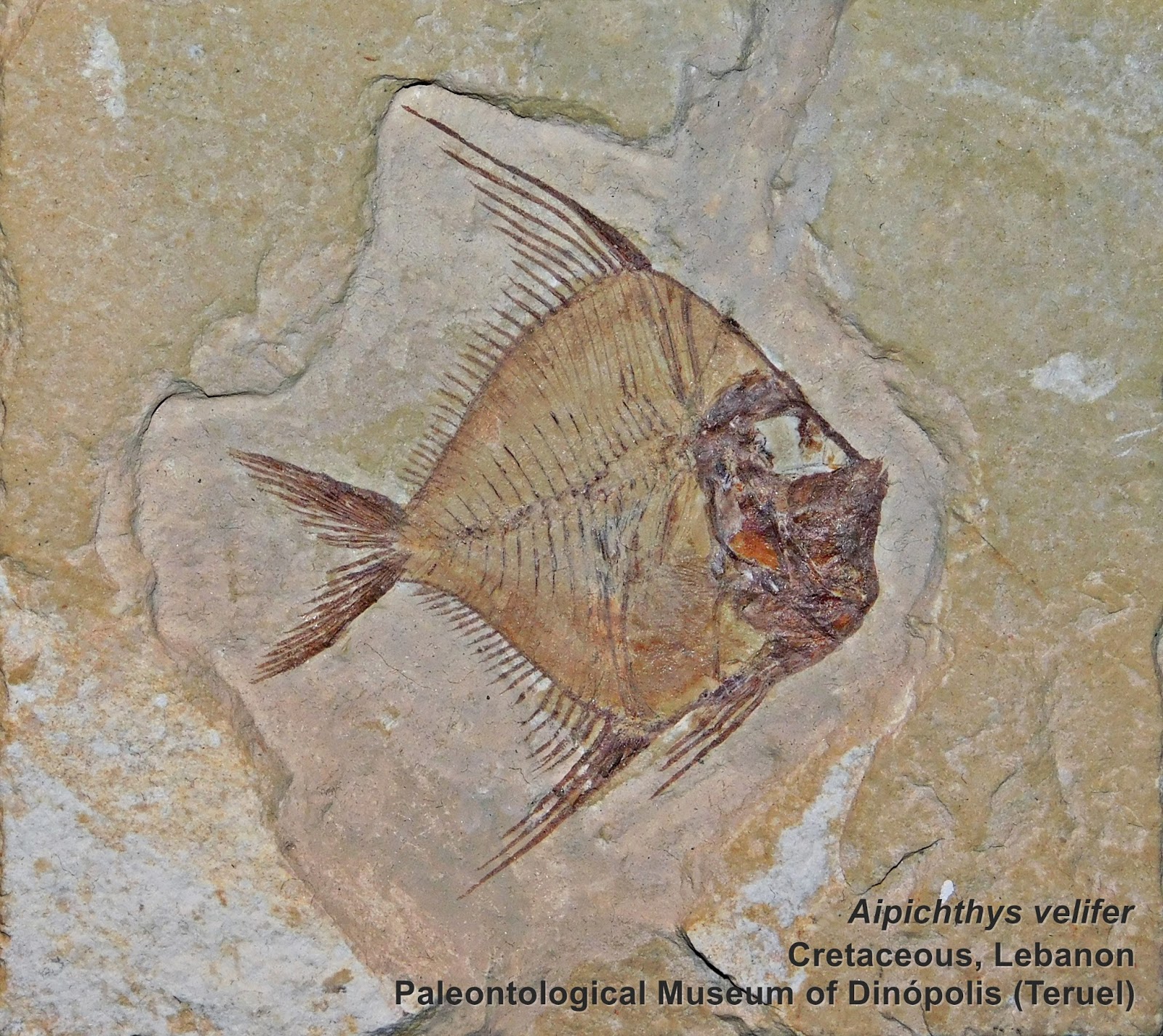 (Paleo-)Herpetología: junio 2018