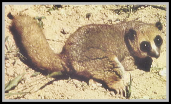 Beszamel i spółka bez ograniczeń: Lemurki - Cheirogaleidae. Przegląd ...