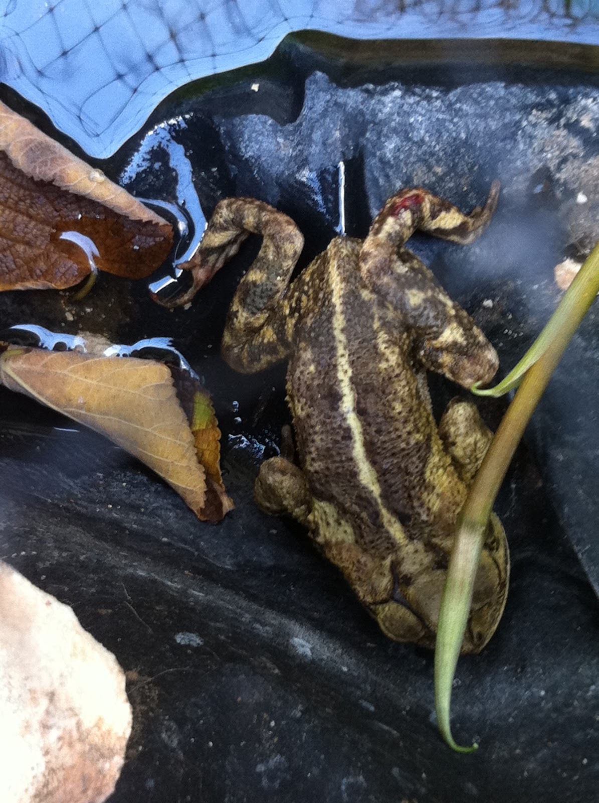Austin Frog Blog: The Difference Between Frogs and Toads or… Toads are ...