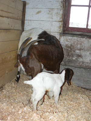Ferme Felicity: Élevage de Chèvres Boer