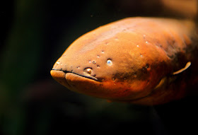 Real Monstrosities: Electric Eel