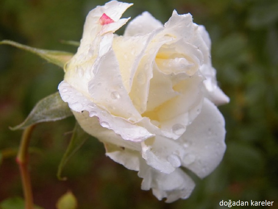 Doğadan Kareler: Yağmur Damlalı Beyaz Gül