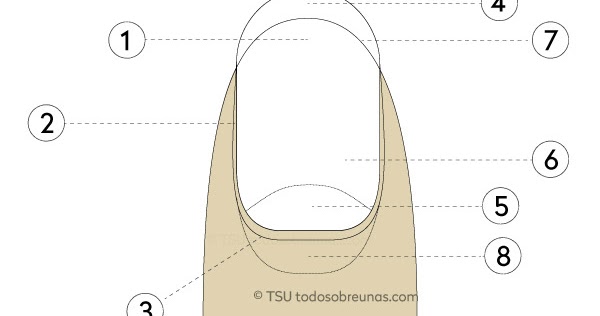 LAS UÑAS DE CARO: PARTES DE LA UÑA