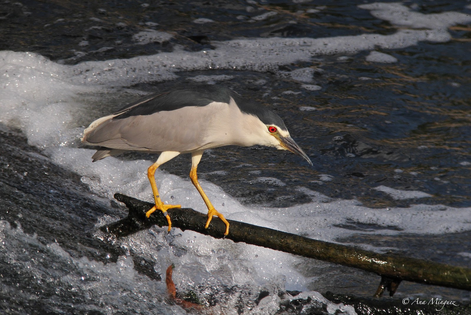 NATURANAFOTOS: De pesca con el Martinete
