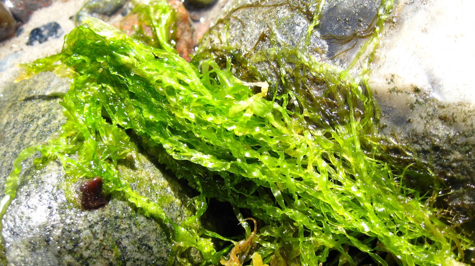 Tang Mad Fra Hav: Rørhinde