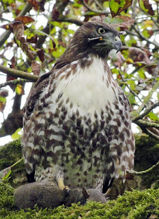 Dendroica: October 2011