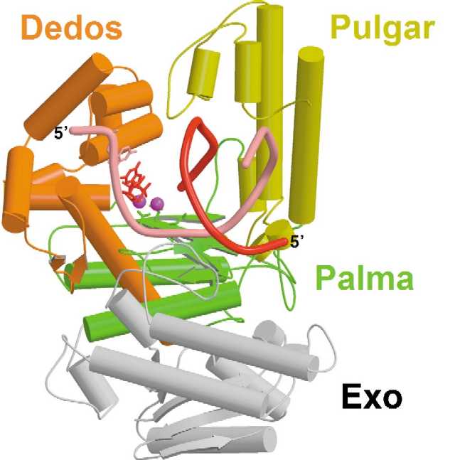 SEDIN - NOTAS y RESEÑAS: Replicación del ADN con una fidelidad ...