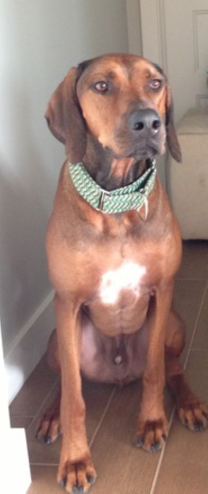 Julie Ann Brady : Blog On: Bruzzo the Rhodesian Ridgeback