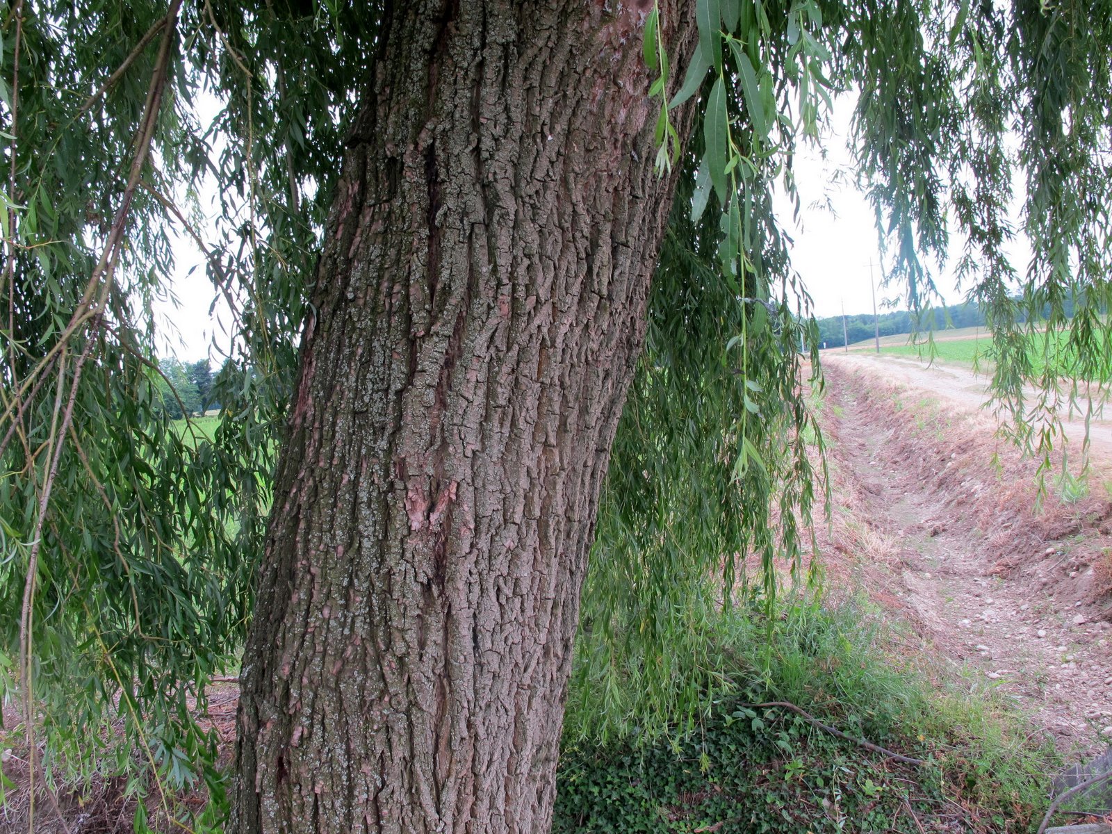 FLORA NEL SALENTO e.. anche altrove: Salix babylonica L. - Salicaceae ...