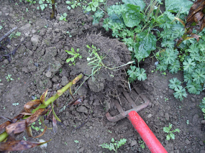 B&D Lilies Garden Blog: How and When to Dig Lily Bulbs