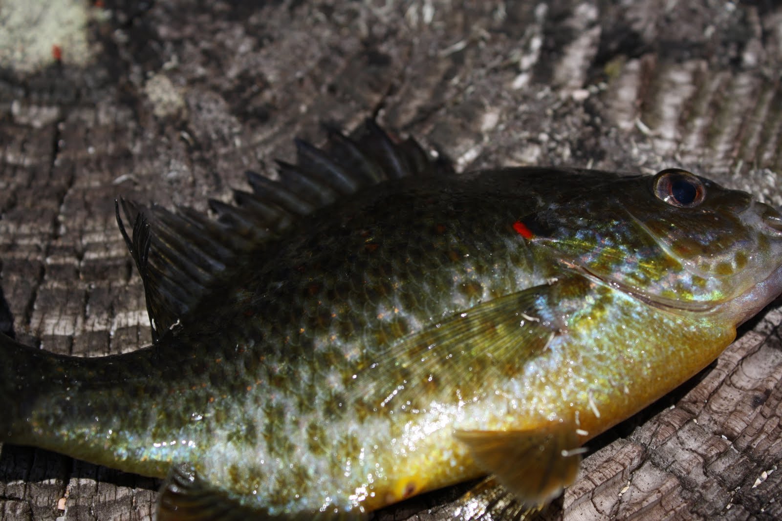 Catch-M-All: Sunny days... Fish number 14 Pumpkinseed