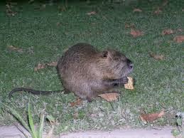 EL MAJESTUOSO RIO PARANA: FAUNA DEL DELTA DEL PARANA