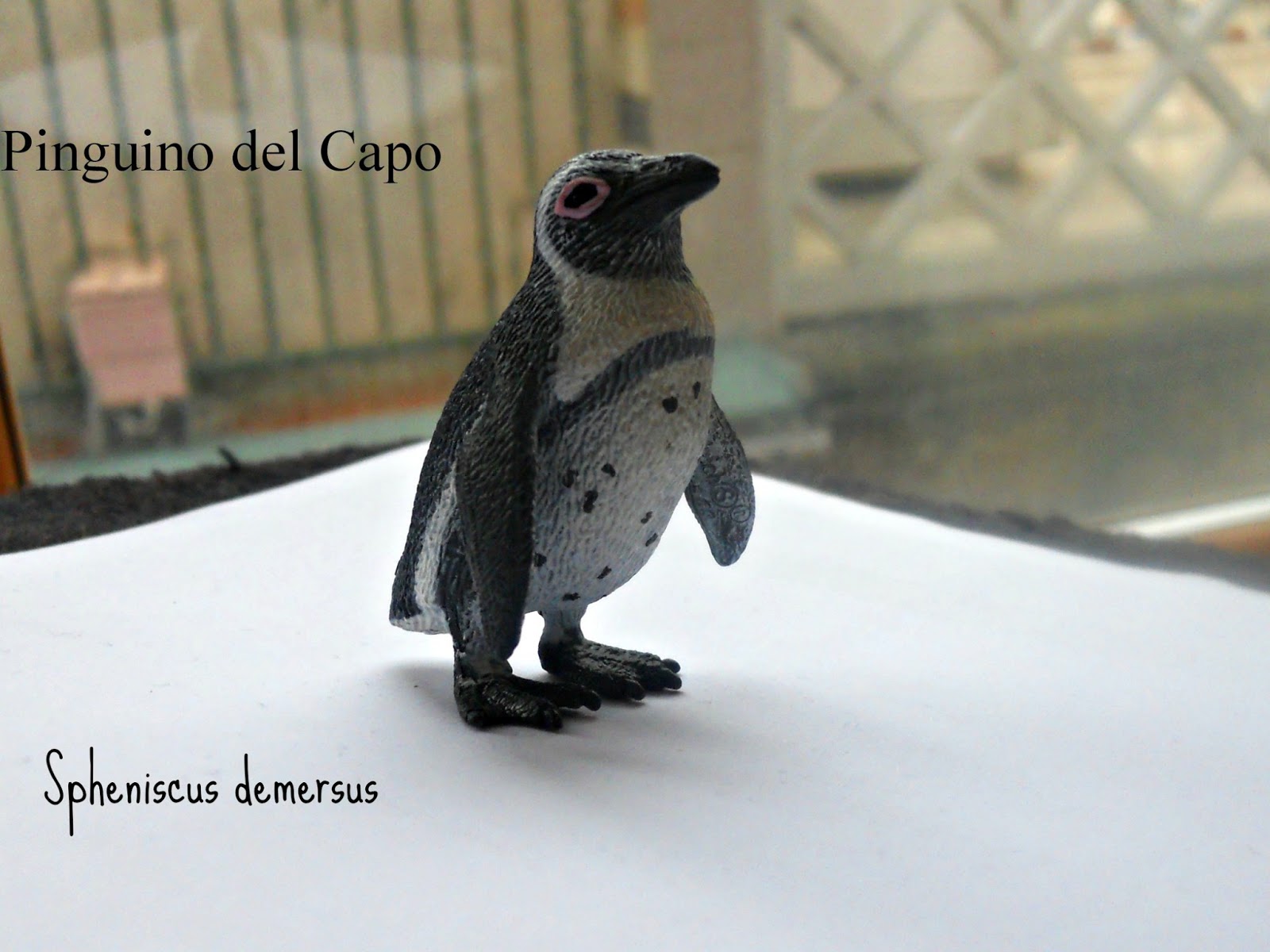 Animal Collection: Uccelli