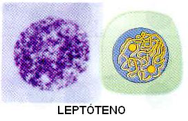 Amantes da Biologia Com Prof. Alan Calvet: Prófase I da Meiose