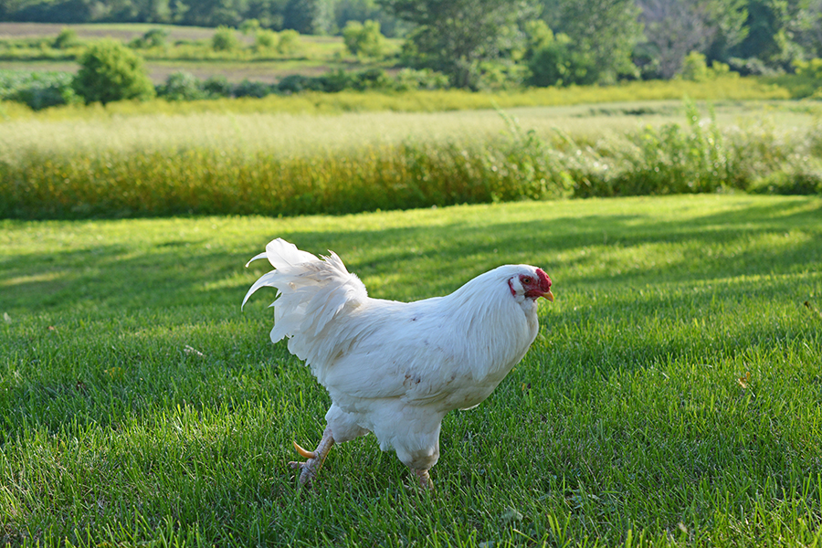 Knatolee's World: Lap chickens and other wonders