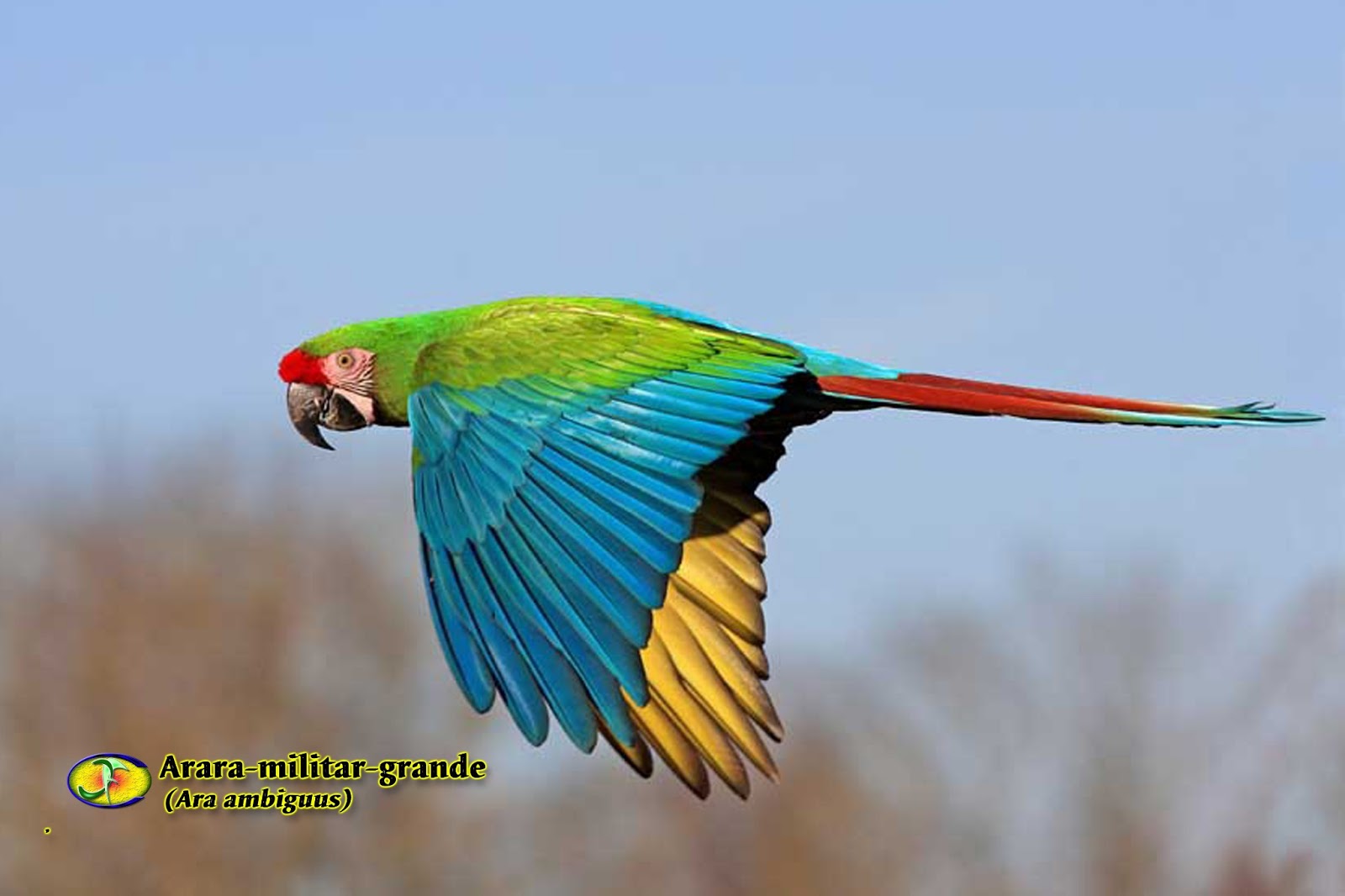 ORNITOLOGIA: Arara-militar-grande (Ara ambiguus)