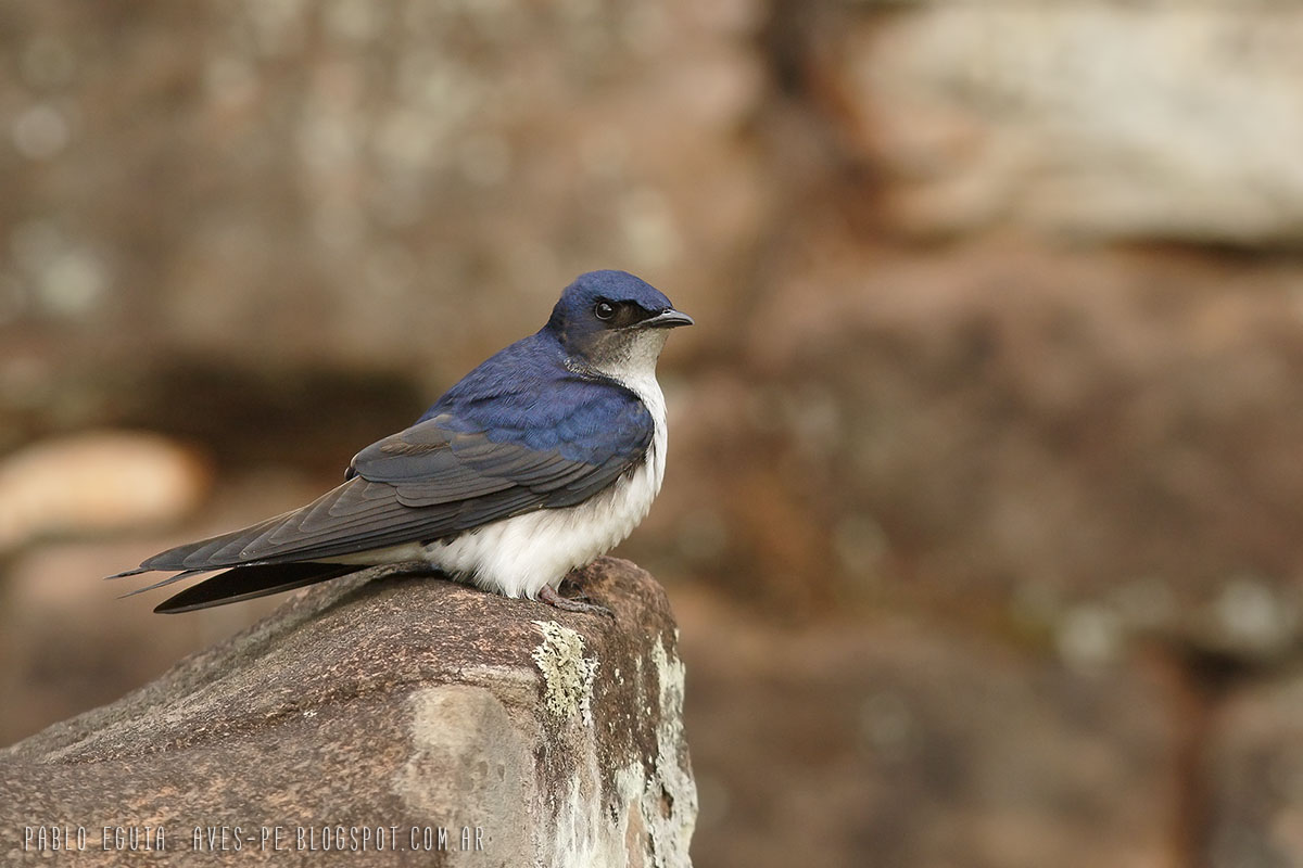 mis fotos de aves: Progne chalybea Golondrina Doméstica Grey-breasted ...