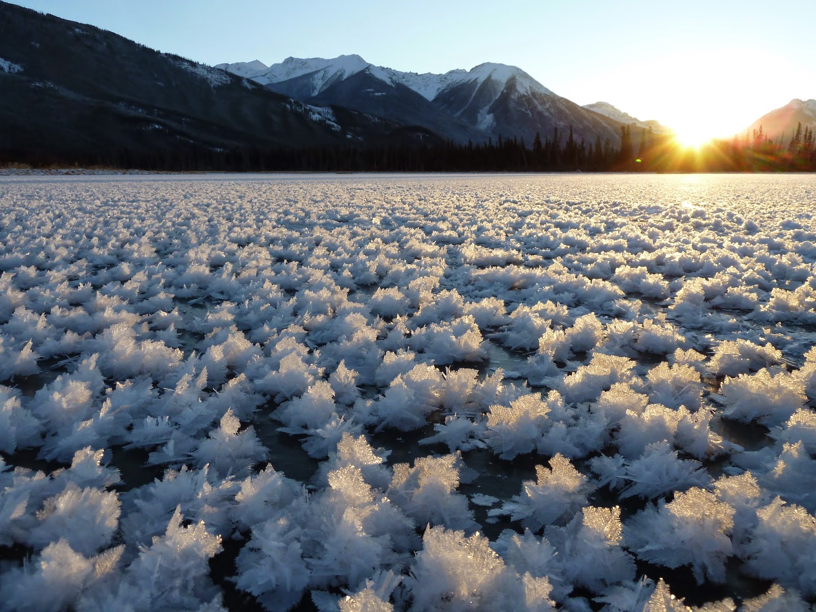 Great Divide Nature Interpretation - Nature Notes: What's with all the ...