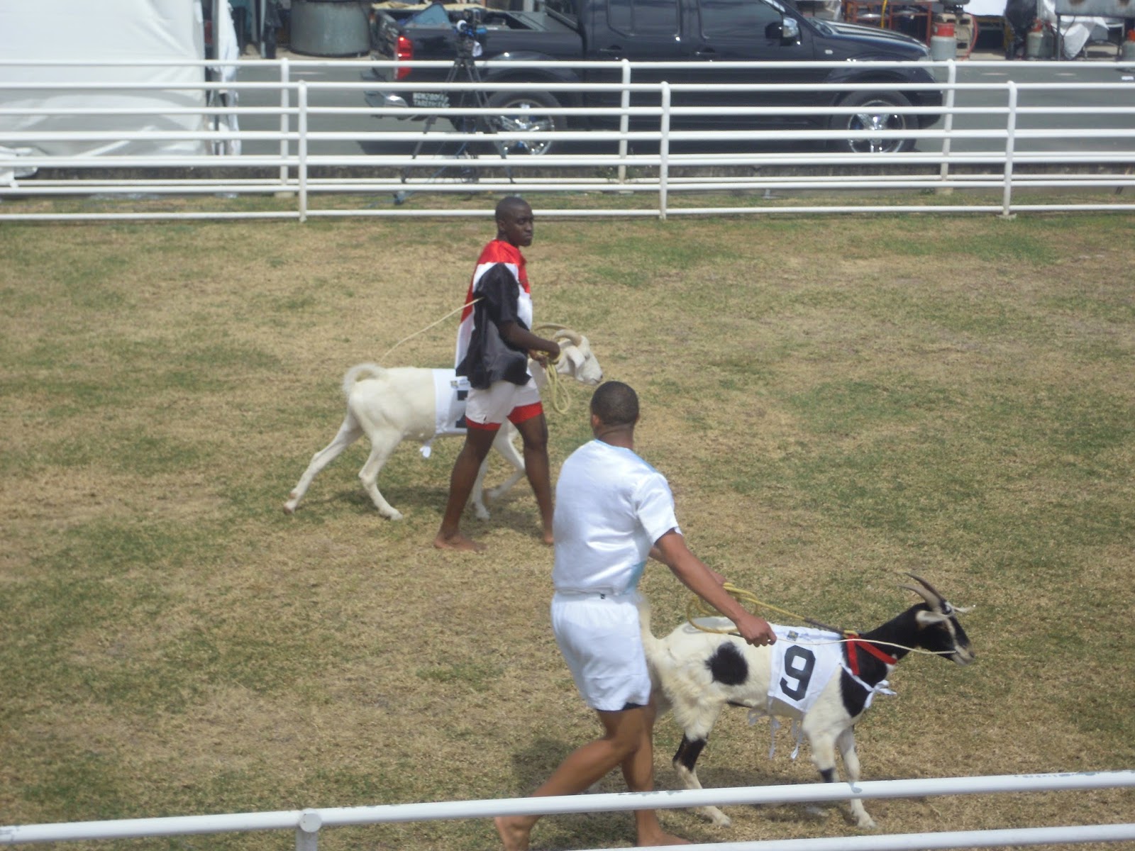 Wildcat Sailorgirl: Annual Easter Goat Races in Tobago - Day Two