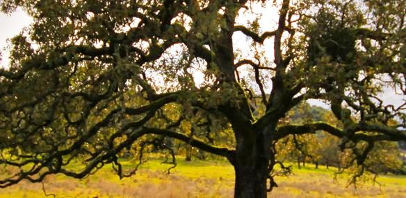 GREEN FOREST: Oak trees in California