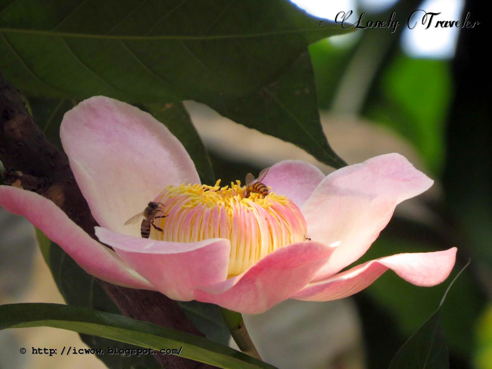 Majestic Heaven Lotus - Gustavia augusta