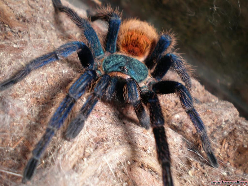 Uncle Tarantula: Green Bottle Blue