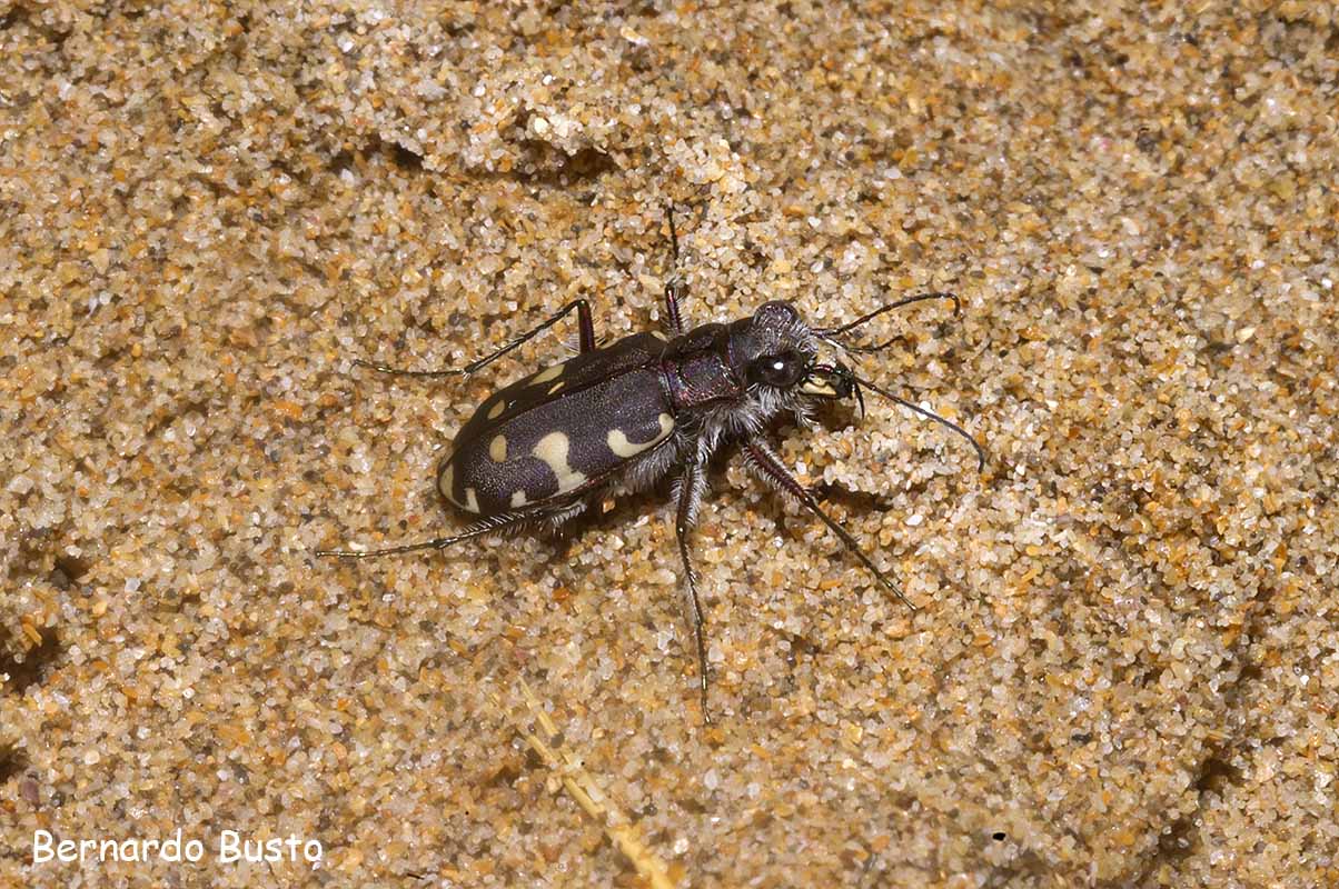 RÍA DE LA VILLA: mayo 2011