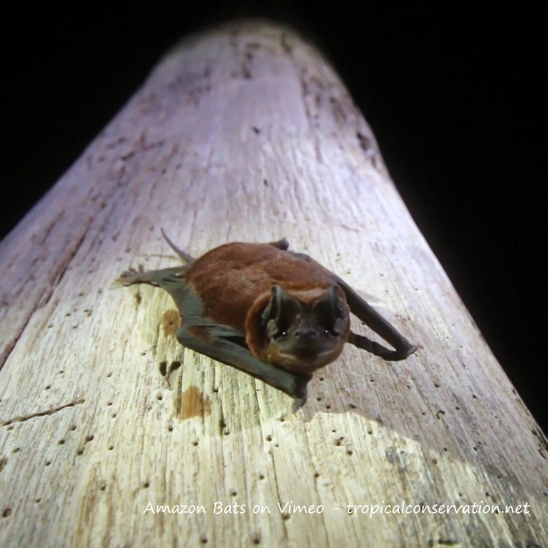Amazon Bats