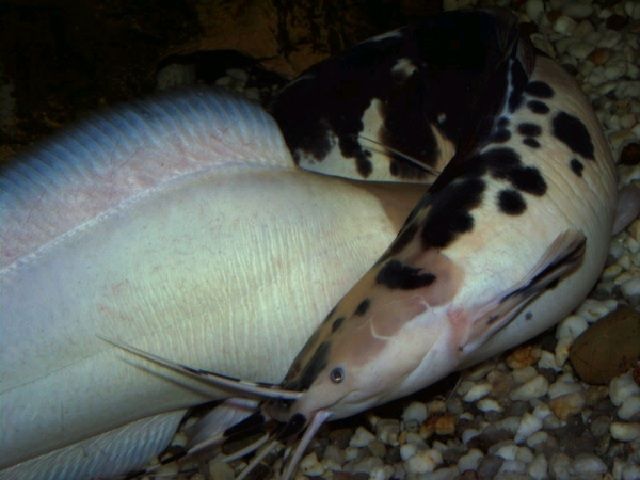 Cara Budidaya Ikan Lele Putih (Lele Bule) Albino Clarias Catfish untuk ...