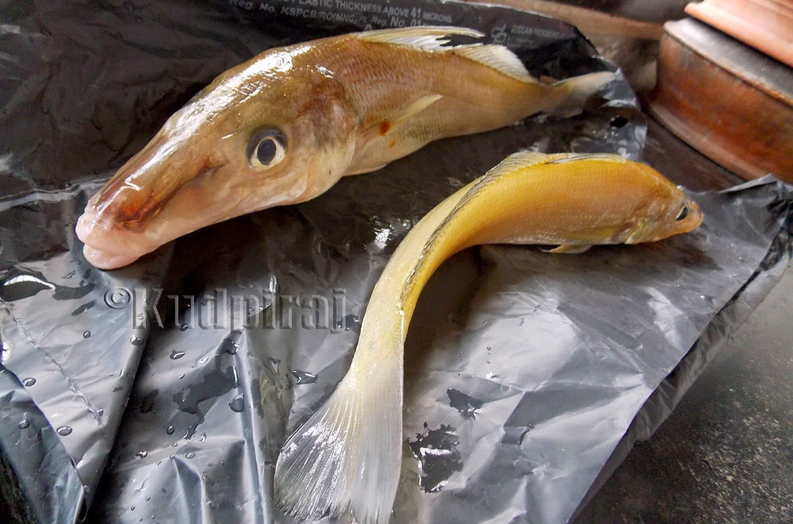 Kudpiraj's Garam Tawa: Kaane Fish Green Masala Fried