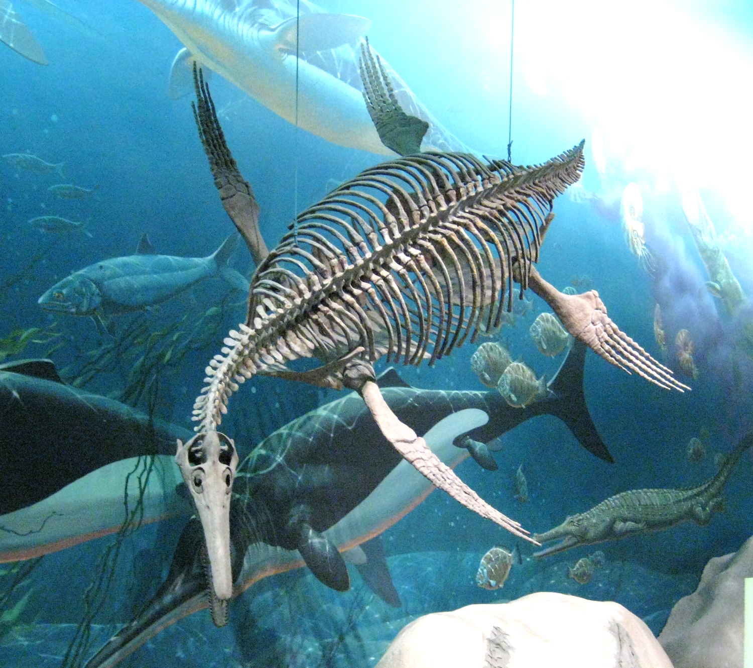 Fossils and Other Living Things: Ancient Marine Reptiles ~ Family Redux