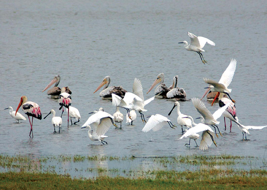 Travel Srilanka - The Wonder of Asia