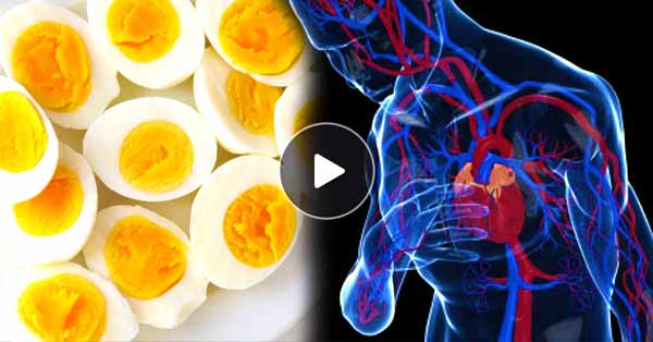 Here's what happen to your body when you consume too much eggs ...