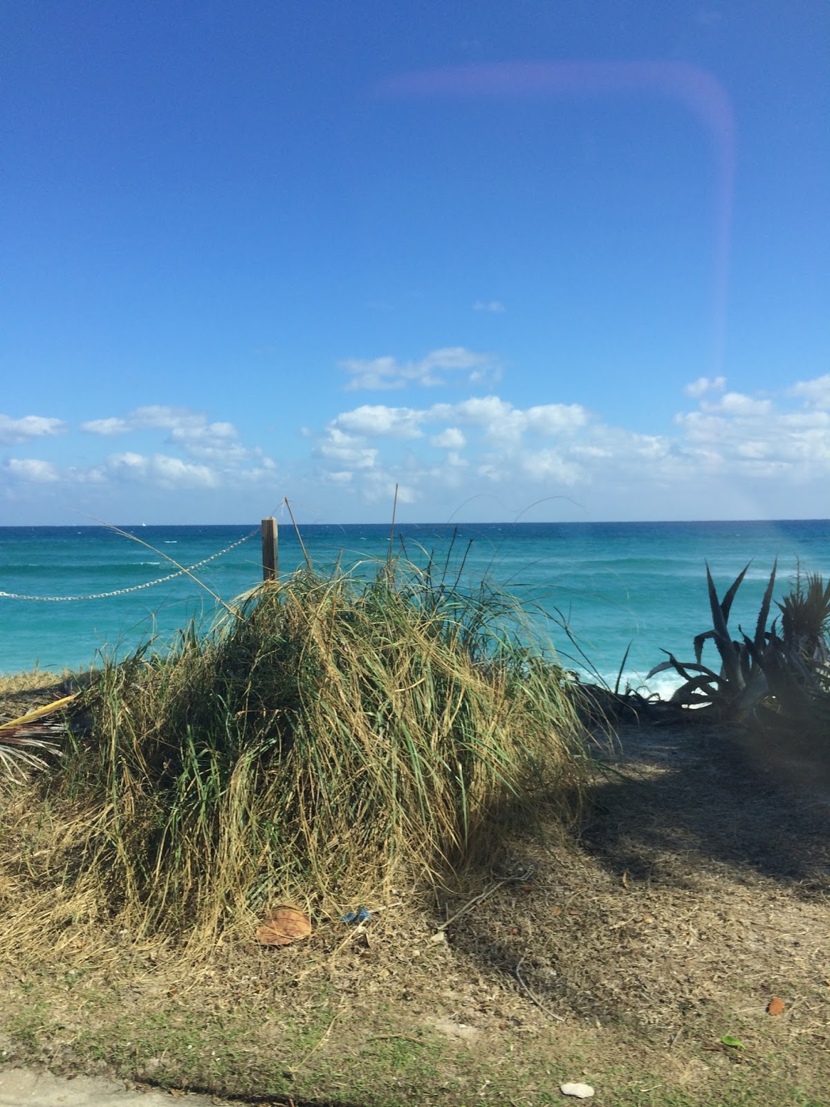 If a Tree Falls in the Woods...: A Land Remembered- Zech MacIvey