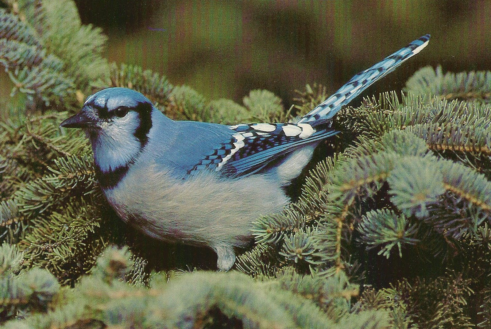 TURISMO IN CANADA: BLUE JAY