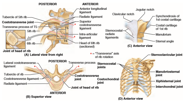 Torasik Apertürler (İnlet/Outlet) ve Toraks Duvarı Eklemleri