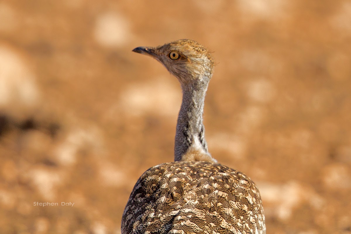 Houbara Bustards | Focusing on Wildlife