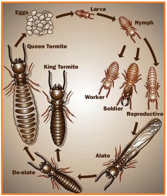 BIOLOGI GONZAGA: ARCHIPTERA INSECTA