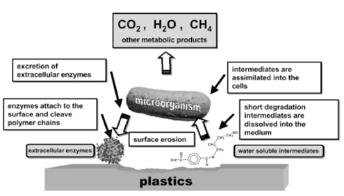 Write: Plastik Biodegradable