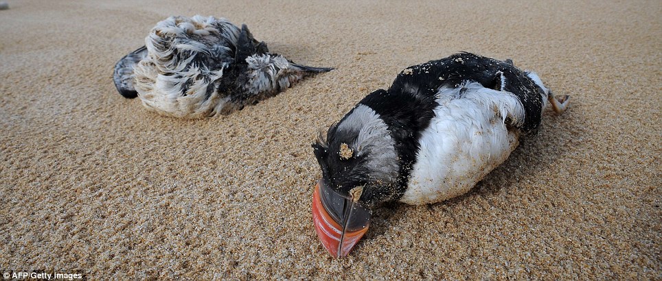 The Big Wobble : Alarm as hundreds of dead horned puffins are washing ...
