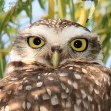 EL MAJESTUOSO RIO PARANA: FAUNA DEL DELTA DEL PARANA